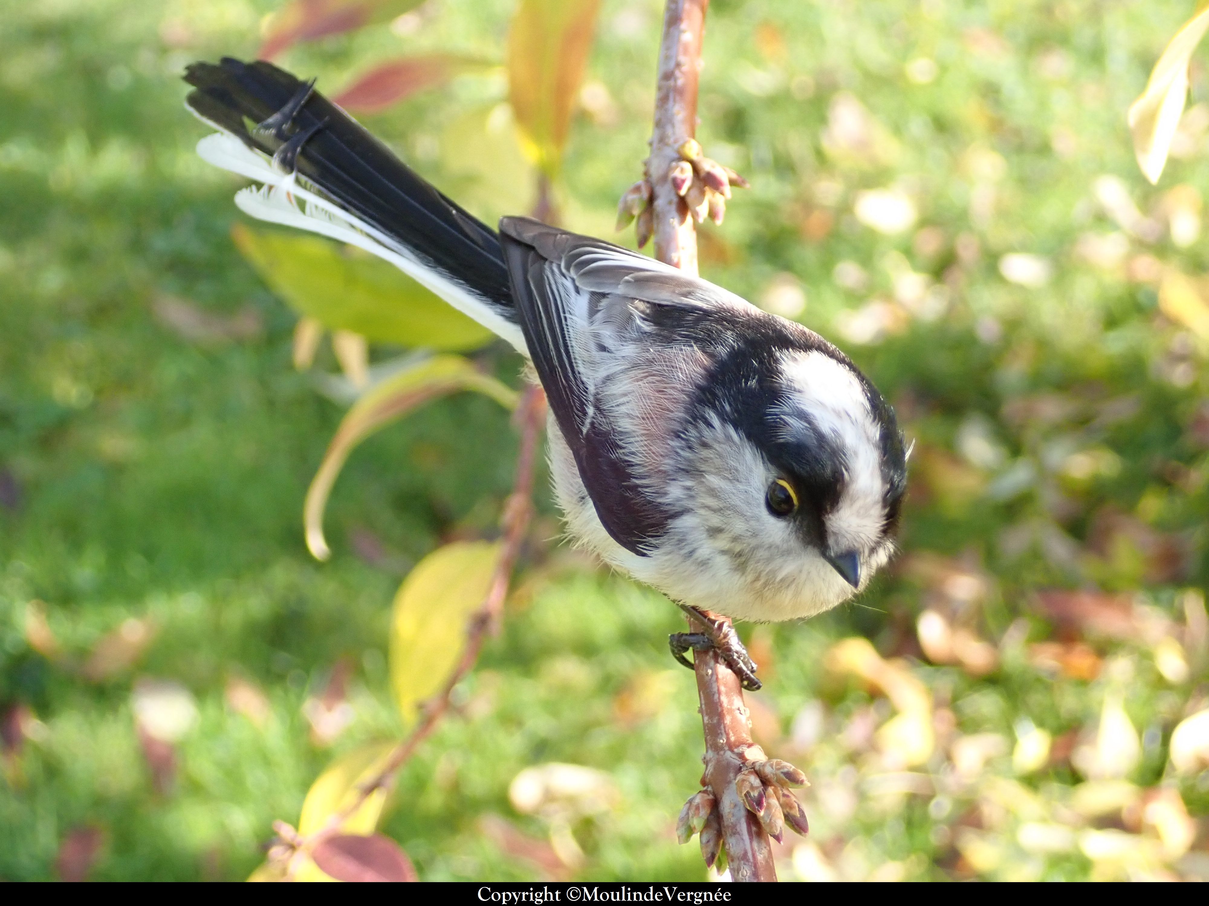 Les oiseaux | Moulin de Vergnée